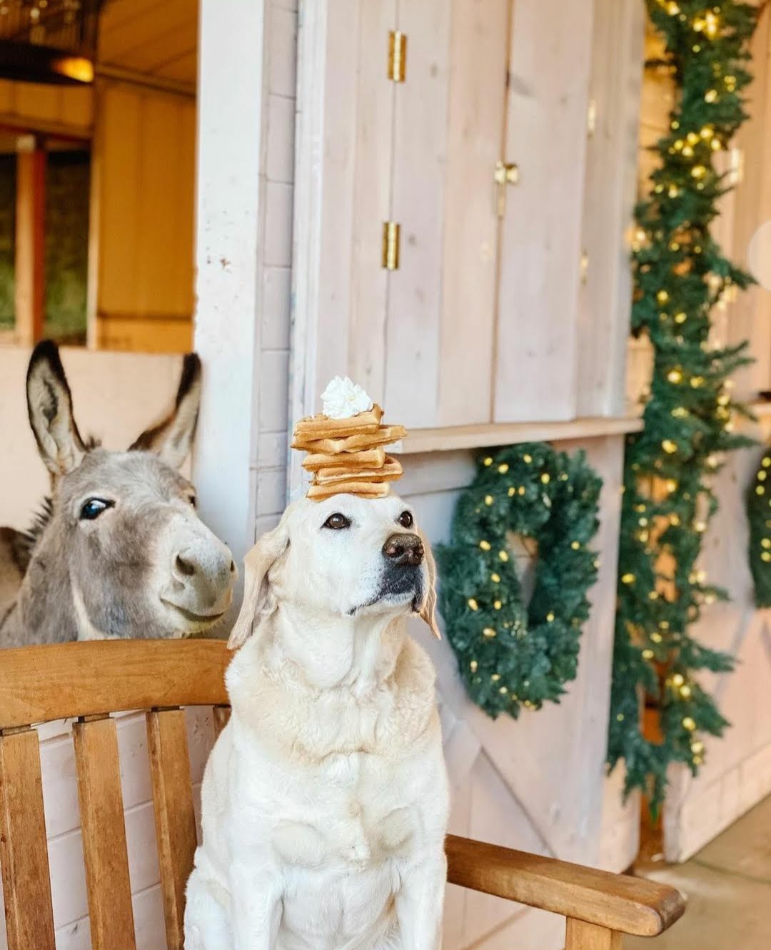 Christmas At The Farm - The Striped Barn